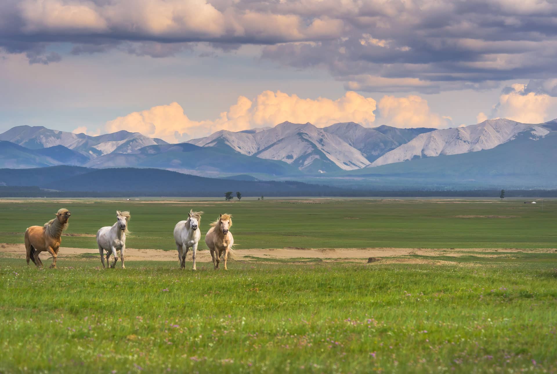 Adventure Tours in Mongolia - New front page - Sunpath Mongolia